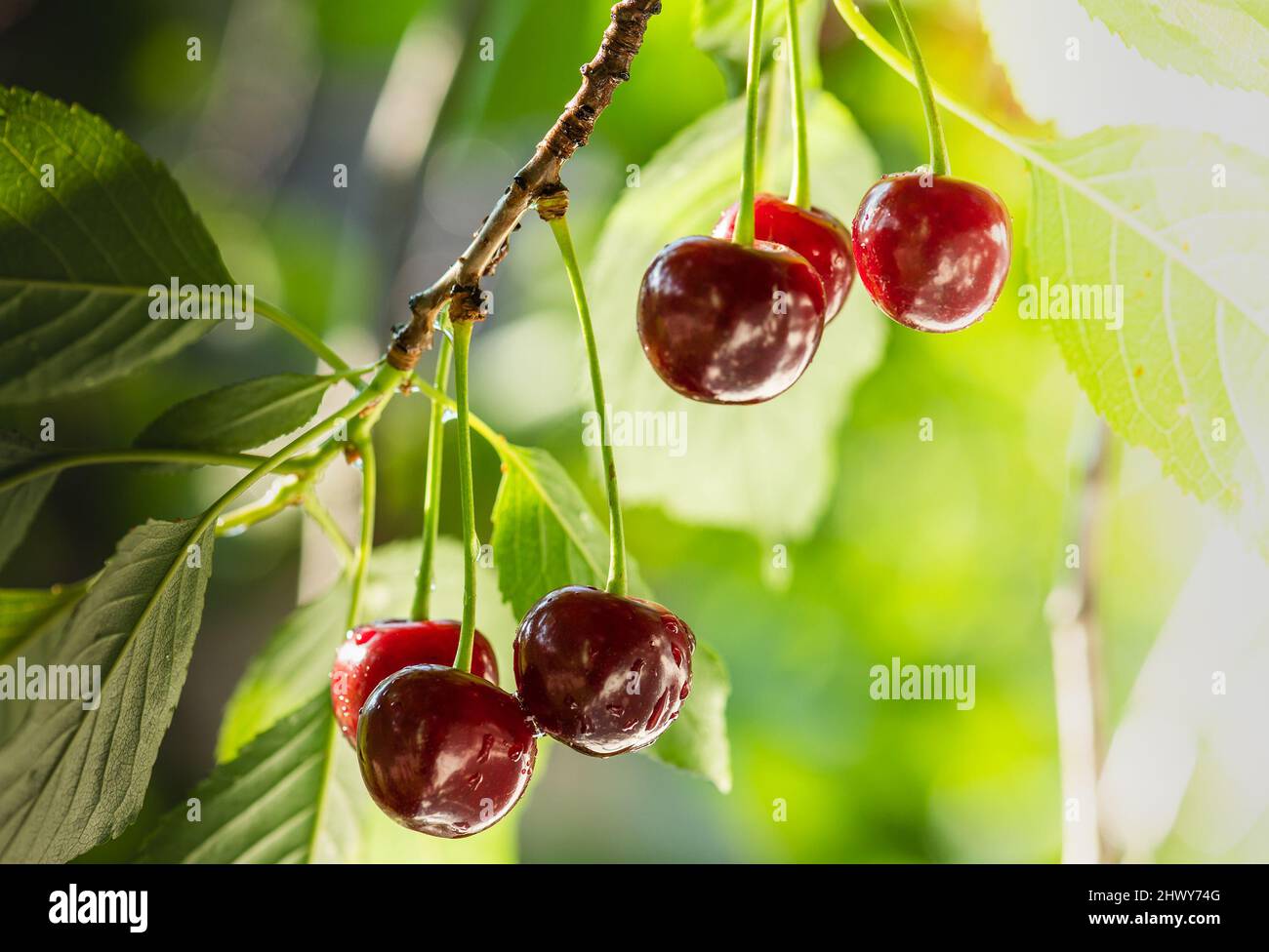 Detail of ripe red cherries on cherry tree Stock Photo - Alamy