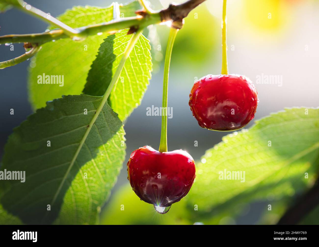 Detail of ripe red cherries on cherry tree Stock Photo - Alamy