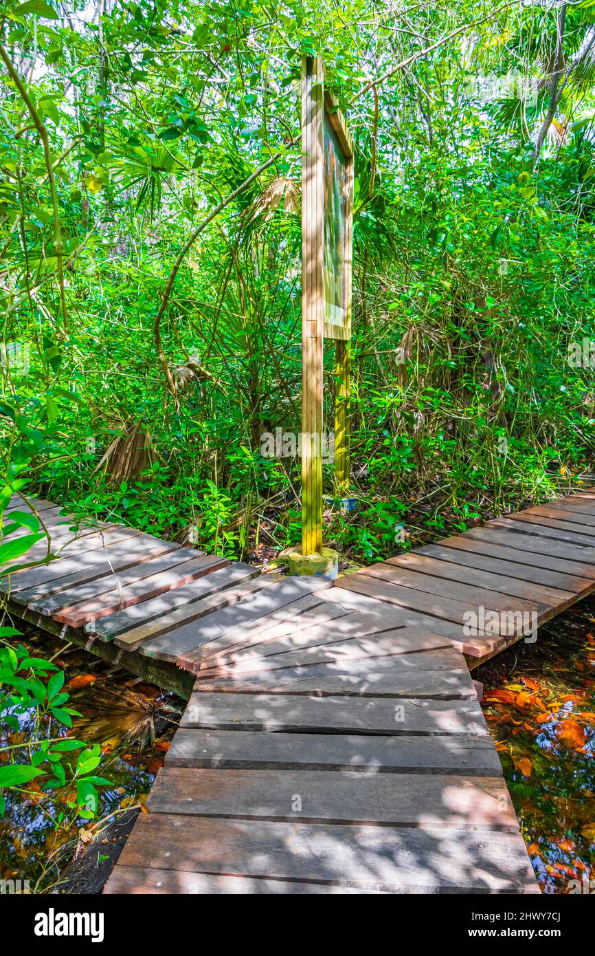 Tropical natural jungle forest plants palm trees and wooden walking ...