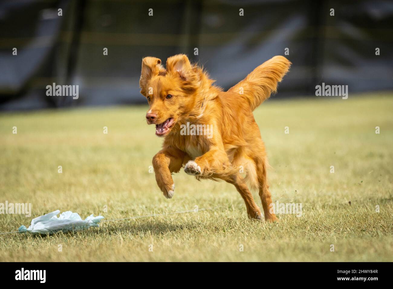 Toller dog chasing a lure at a fast cat event Stock Photo - Alamy