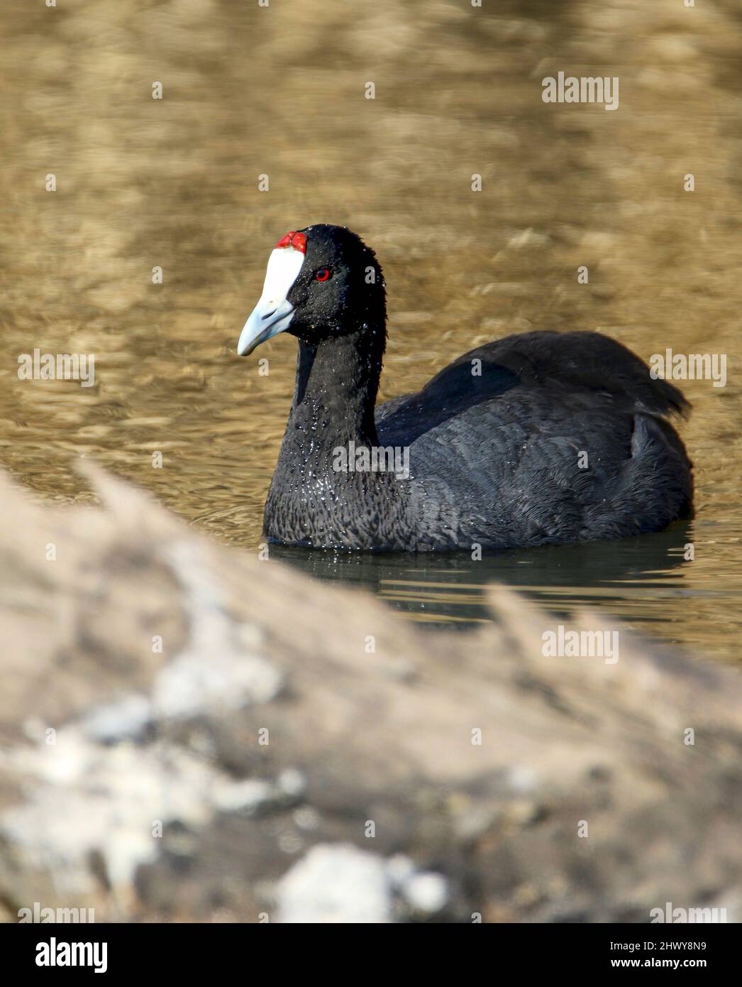 Red-knobbed Coot, Kruger National Park Stock Photo - Alamy