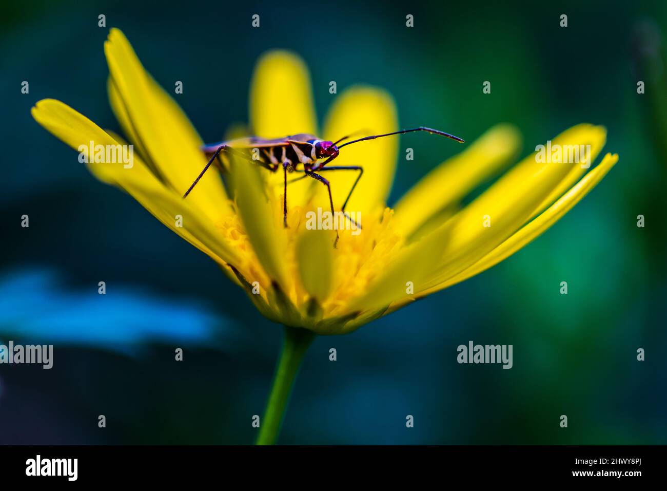 View of fly on top of common wild flower named Jacobaea vulgaris. Also ...