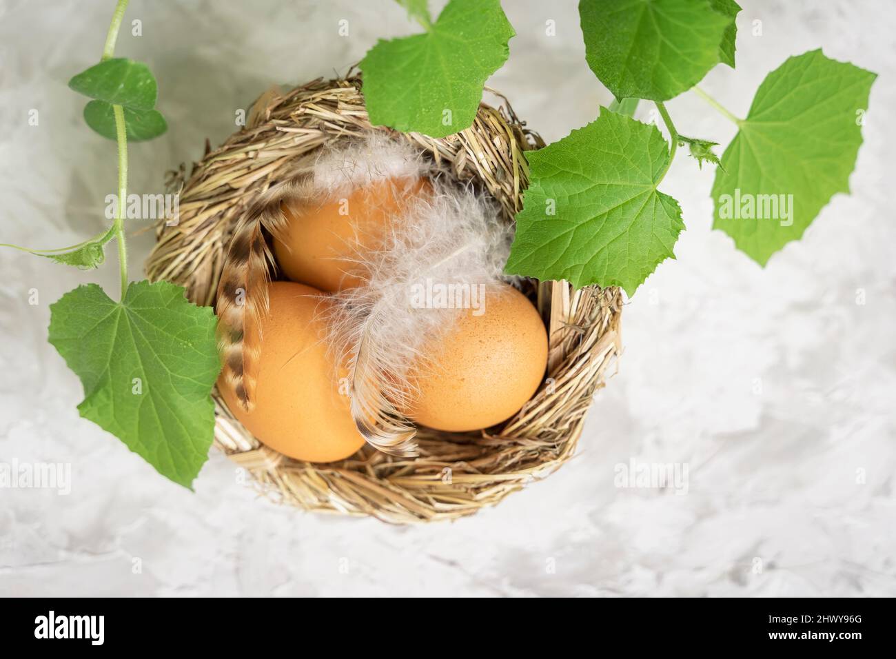 Nest with feathers and egg with green sprout, top view. New life, birth ...