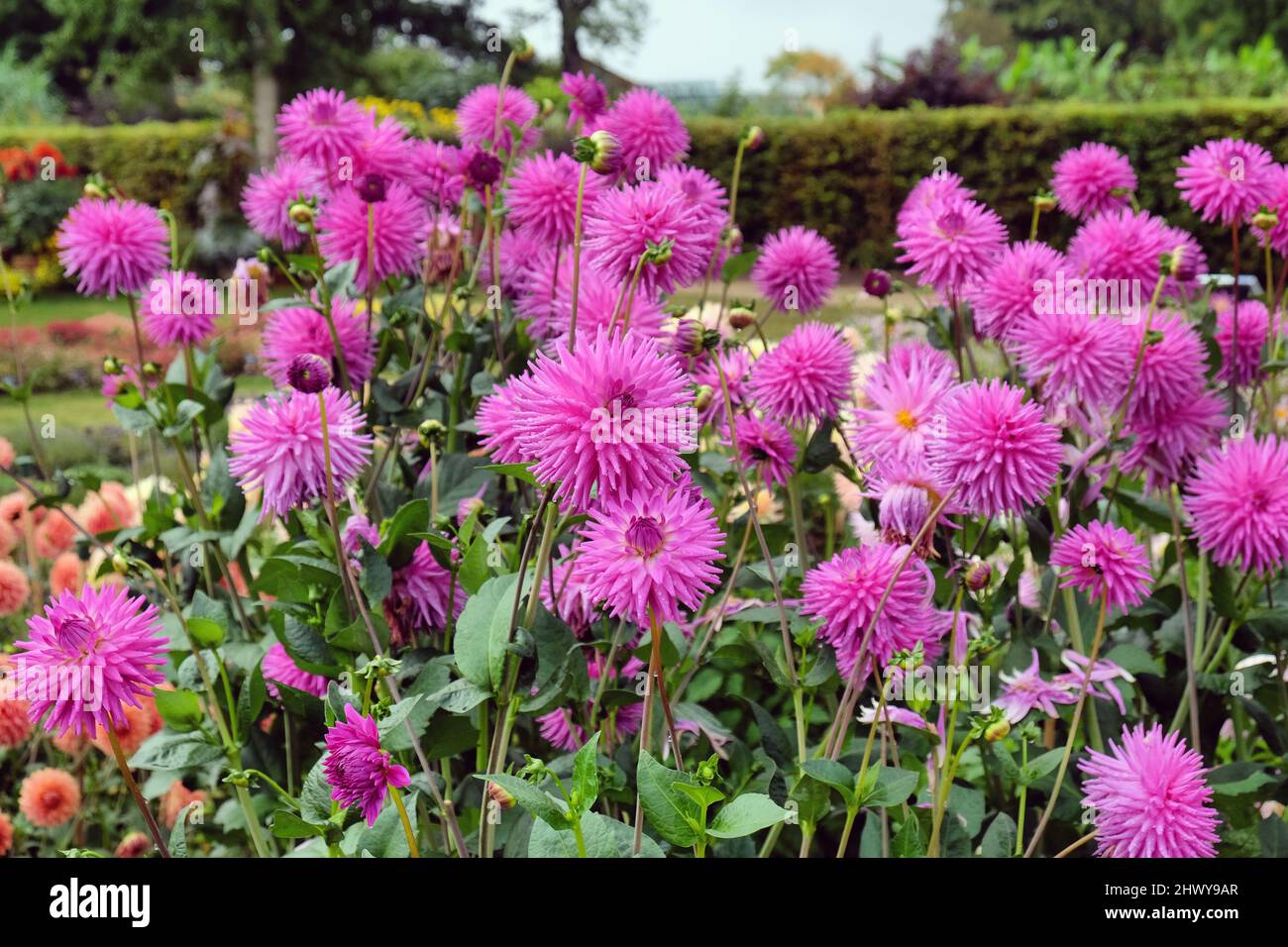 Miniature semi cactus Dahlia 'Hadrian's Delight' in flower Stock Photo ...