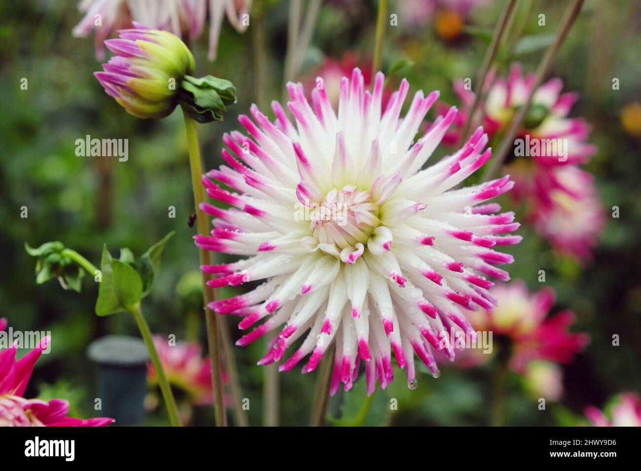 Miniature semi cactus Dahlia 'Josudi Neptune' in flower Stock Photo - Alamy