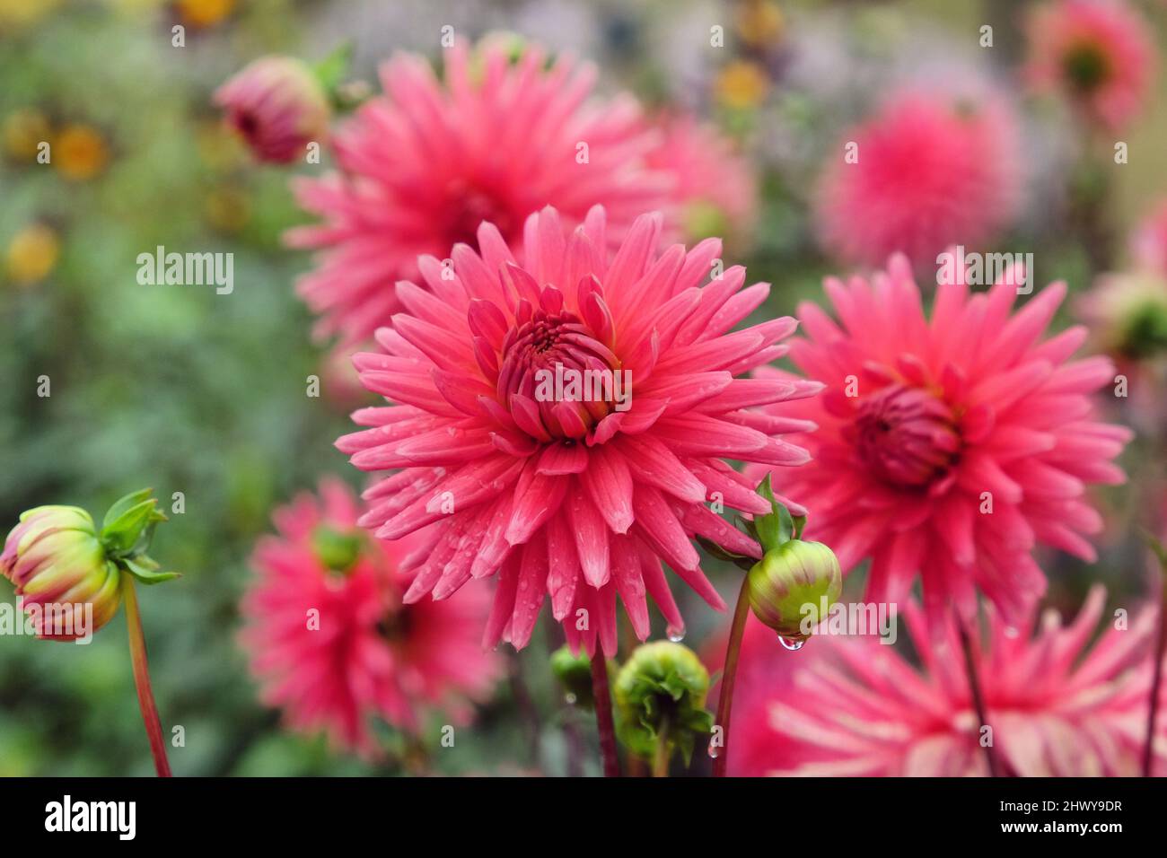 Miniature semi cactus Dahlia 'Josudi Hercules' in flower Stock Photo ...