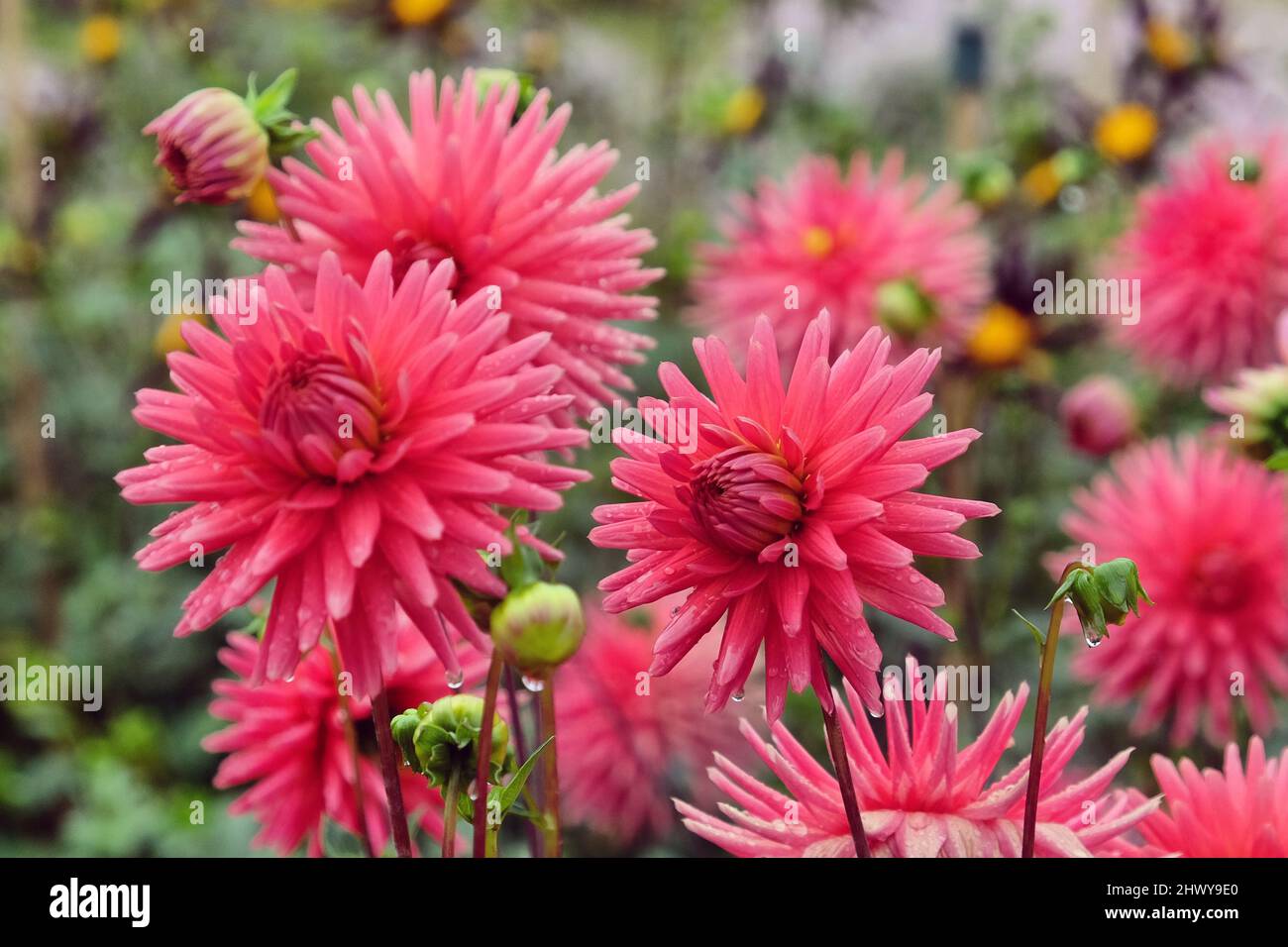 Miniature semi cactus Dahlia 'Josudi Hercules' in flower Stock Photo ...