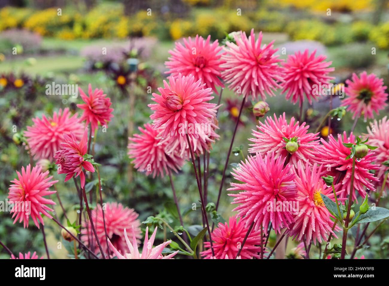 Miniature semi cactus Dahlia 'Josudi Hercules' in flower Stock Photo ...