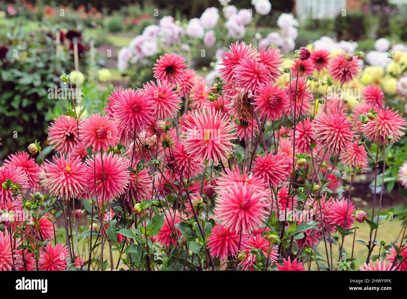 Miniature semi cactus Dahlia 'Josudi Hercules' in flower Stock Photo ...