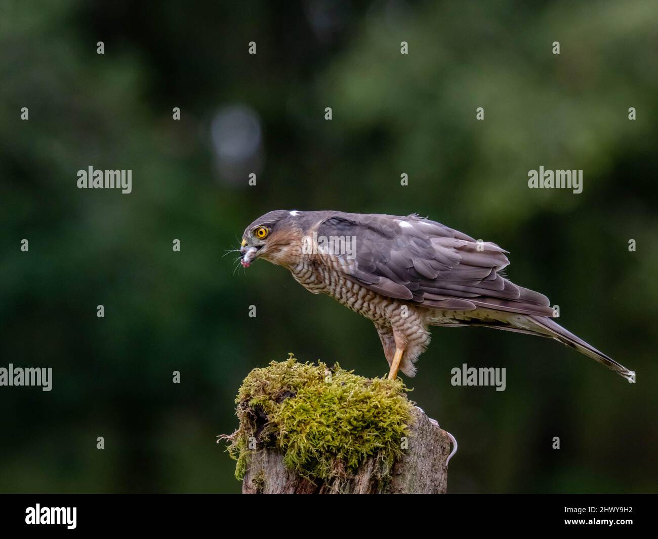 Bird of Prey - Sparrowhawk (Accipiter nisus), also known as the ...