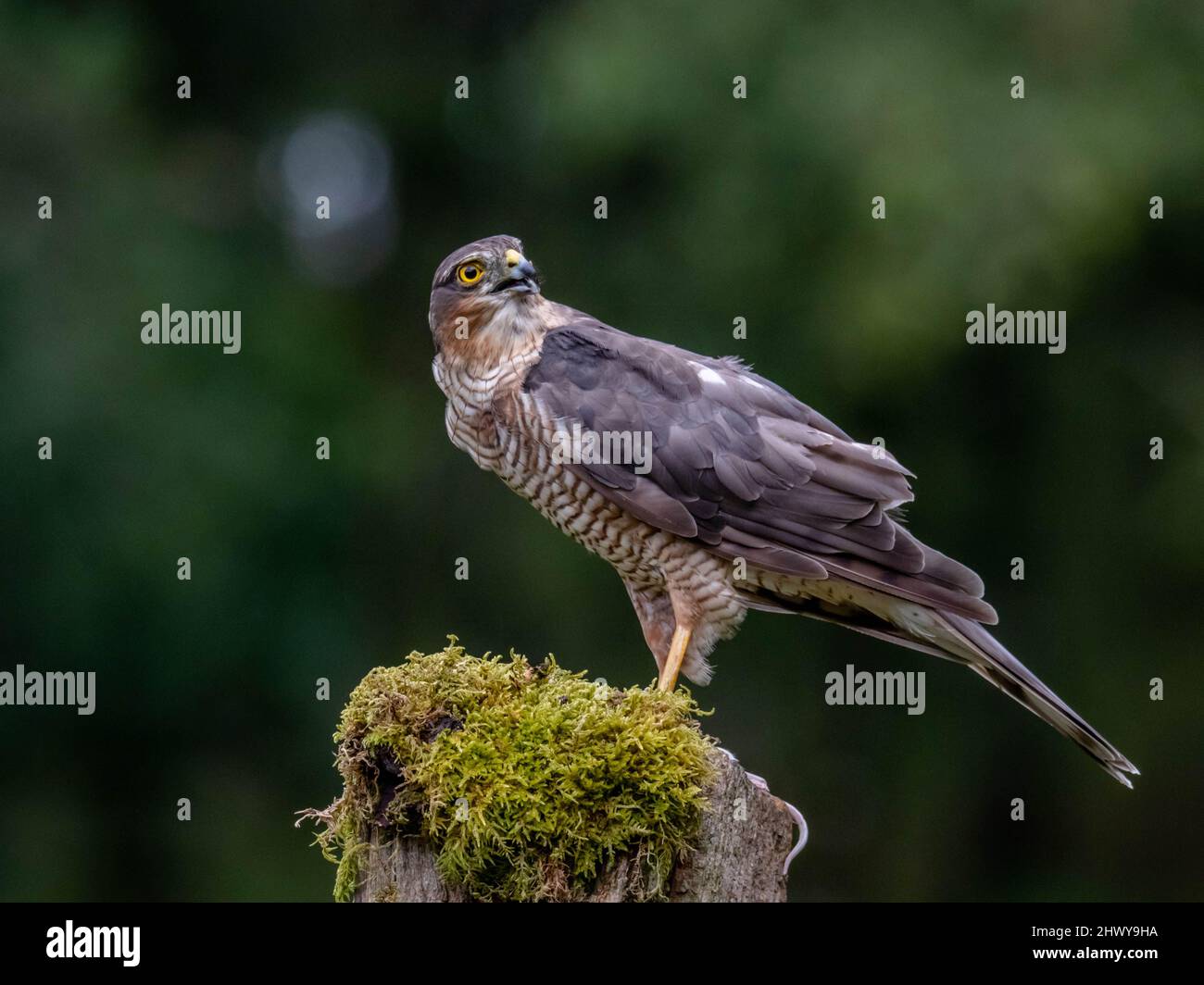 Bird of Prey - Sparrowhawk (Accipiter nisus), also known as the ...