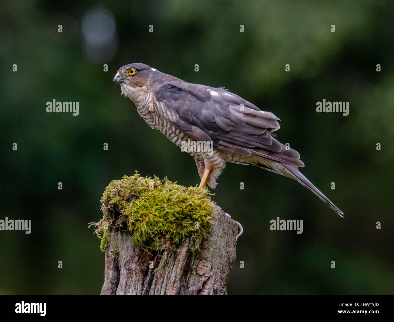 Bird of Prey - Sparrowhawk (Accipiter nisus), also known as the ...