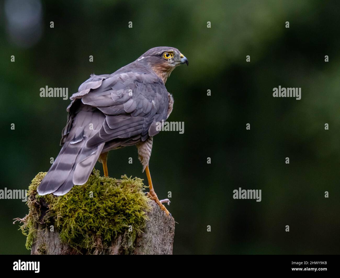 Bird of Prey - Sparrowhawk (Accipiter nisus), also known as the ...