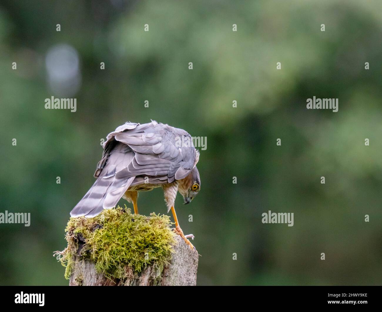 Bird of Prey - Sparrowhawk (Accipiter nisus), also known as the ...
