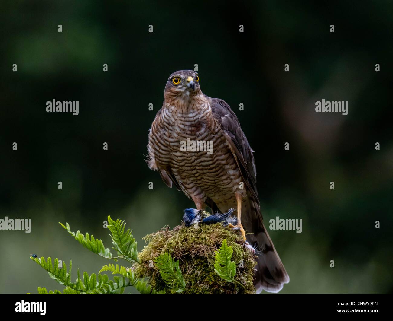 Bird of Prey - Sparrowhawk (Accipiter nisus), also known as the ...
