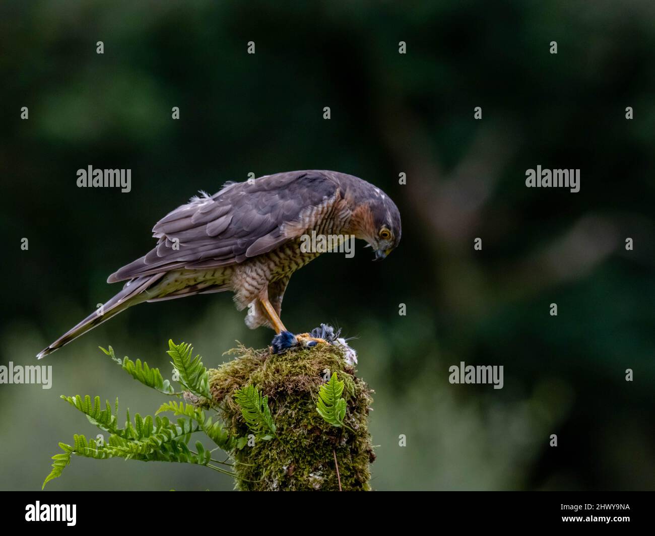 Bird of Prey - Sparrowhawk (Accipiter nisus), also known as the ...