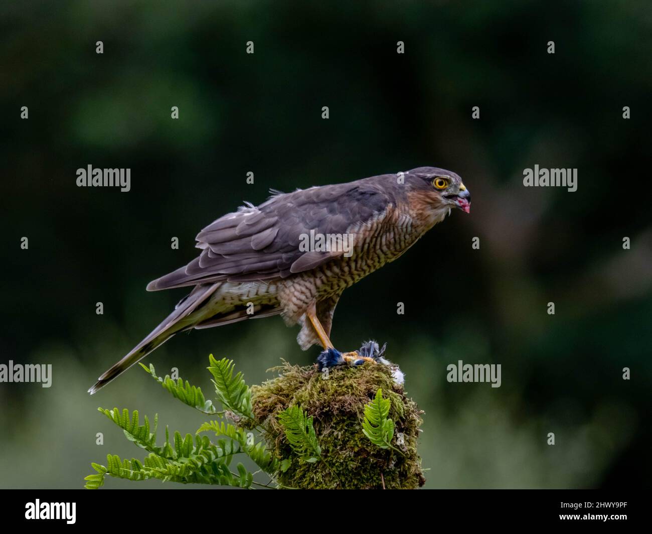 Bird of Prey - Sparrowhawk (Accipiter nisus), also known as the ...