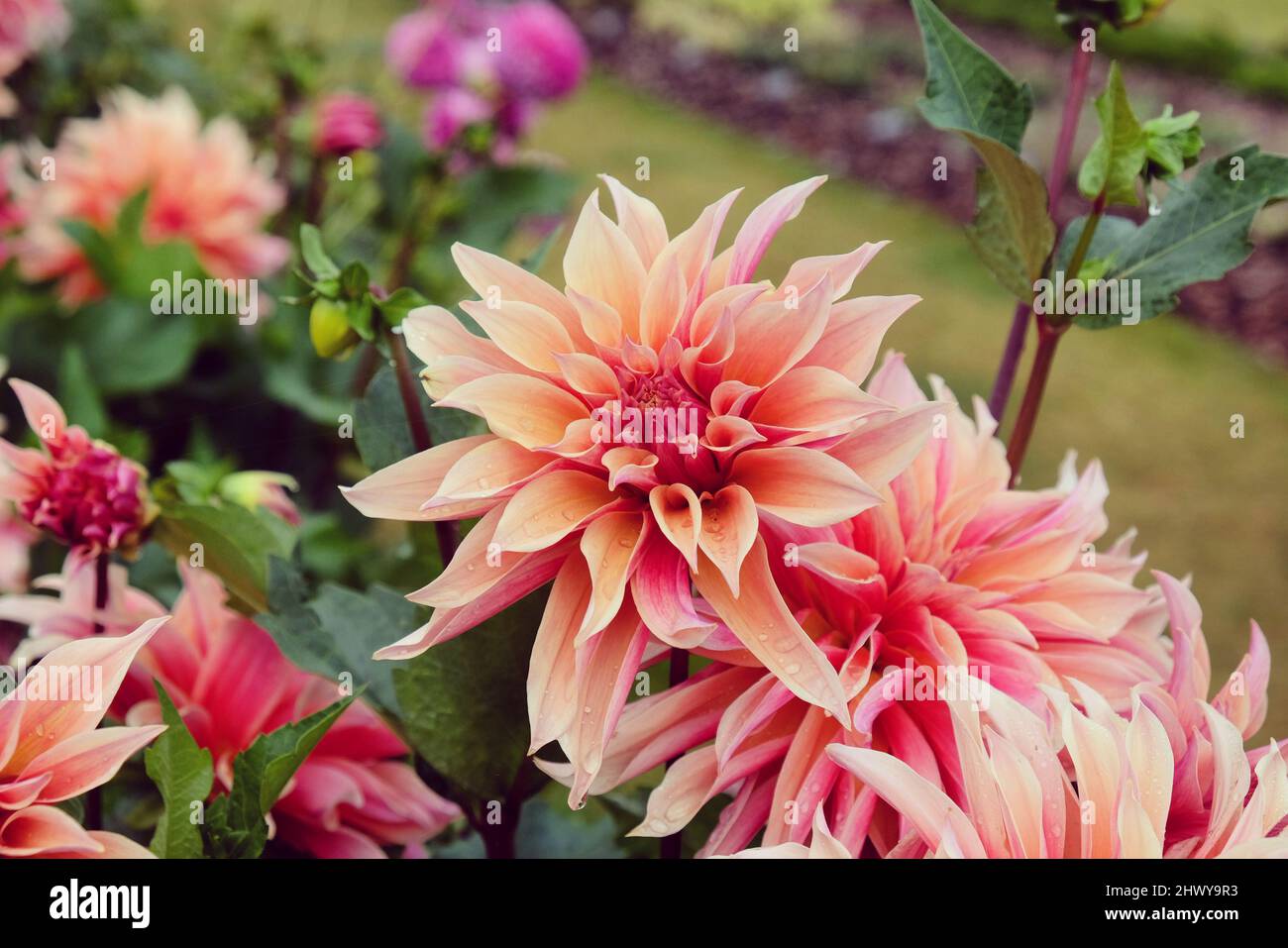Giant Decorative Dahlia 'labyrinth' in flower Stock Photo - Alamy Giant Decorative Dahlia 'labyrinth' in flower Stock Photo - Alamy