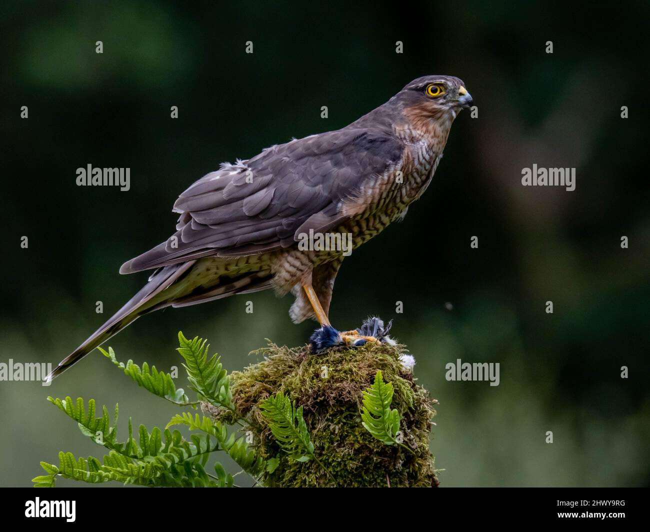 Bird of Prey - Sparrowhawk (Accipiter nisus), also known as the ...
