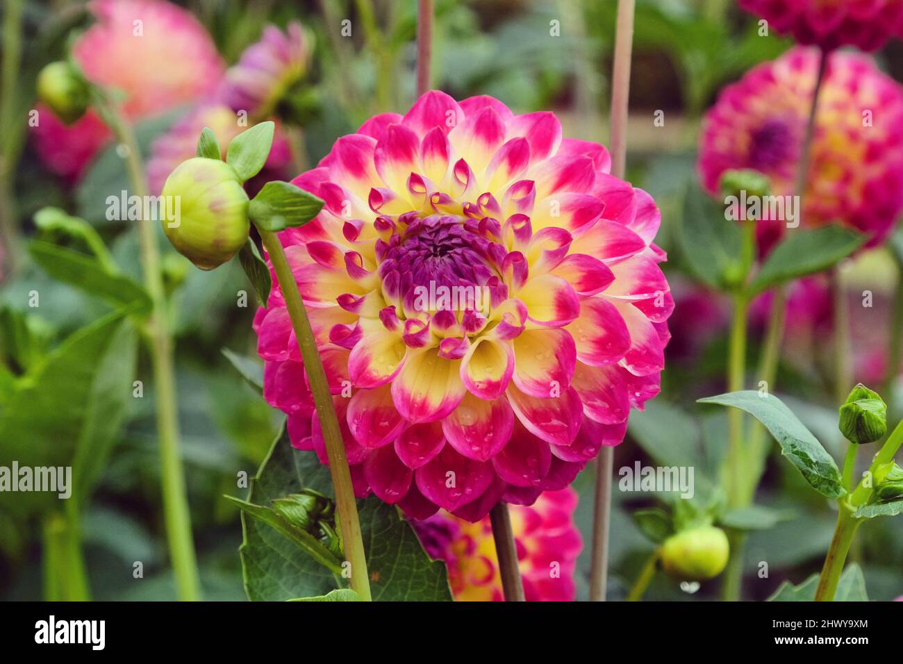 Dahlia hapet daydream hi-res stock photography and images - Alamy