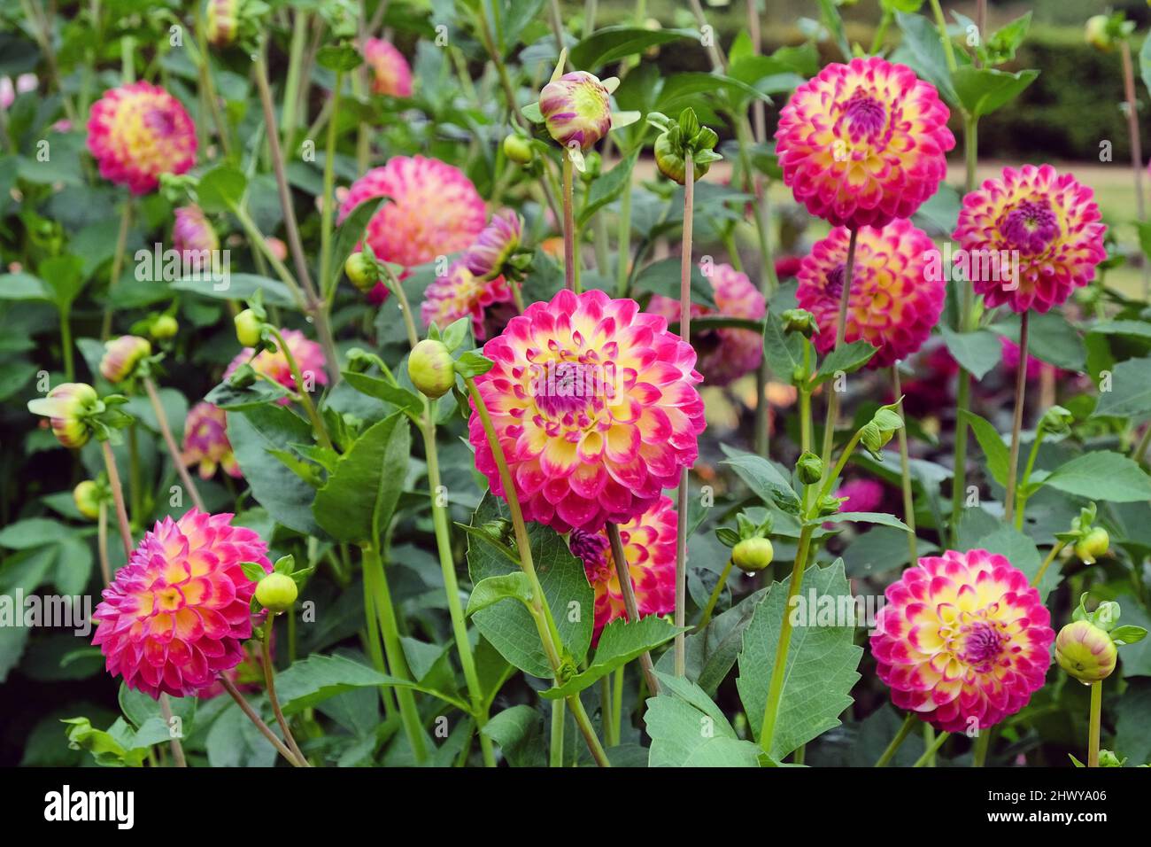 Dahlia daydream hi-res stock photography and images - Alamy