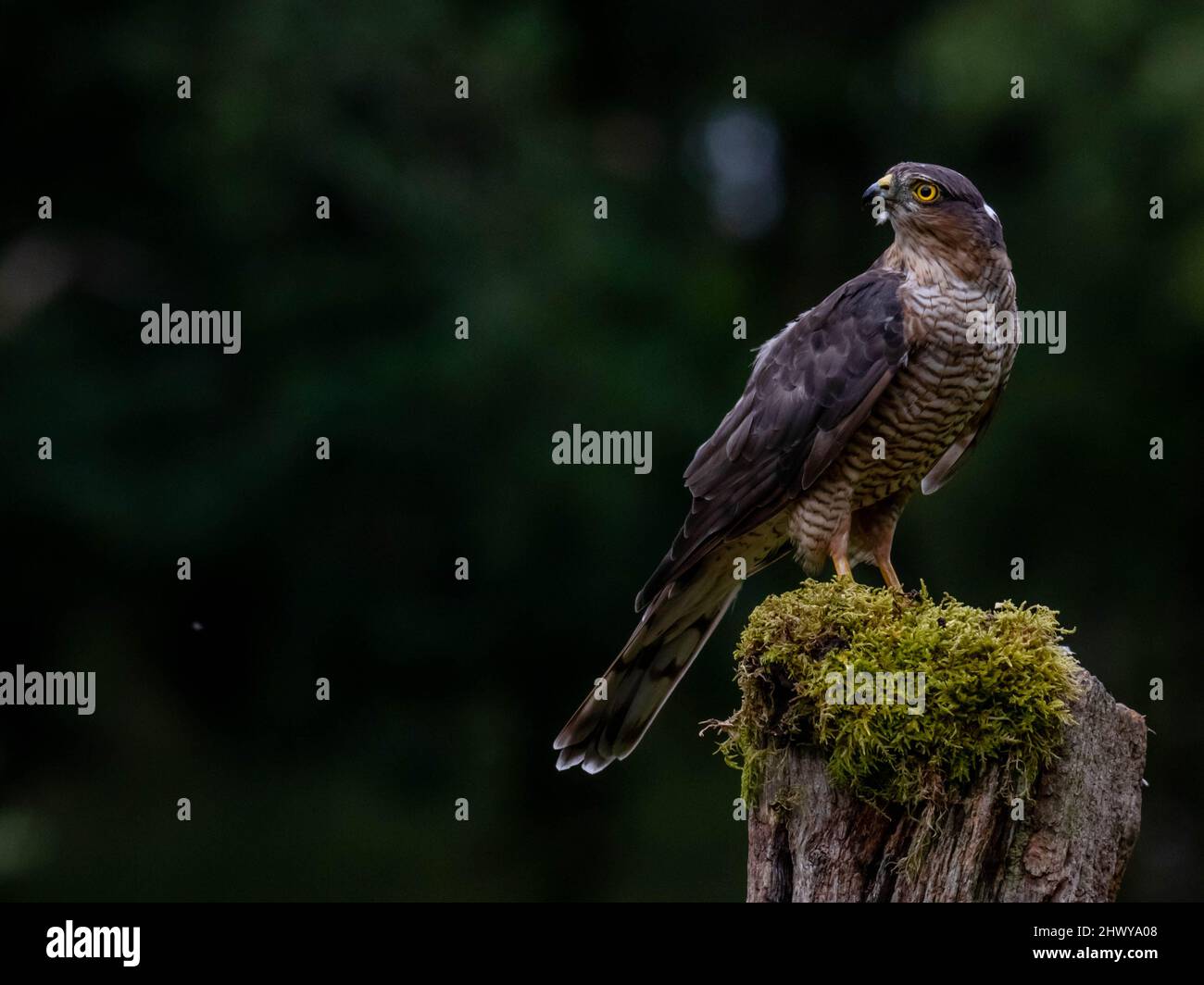 Bird of Prey - Sparrowhawk (Accipiter nisus), also known as the ...