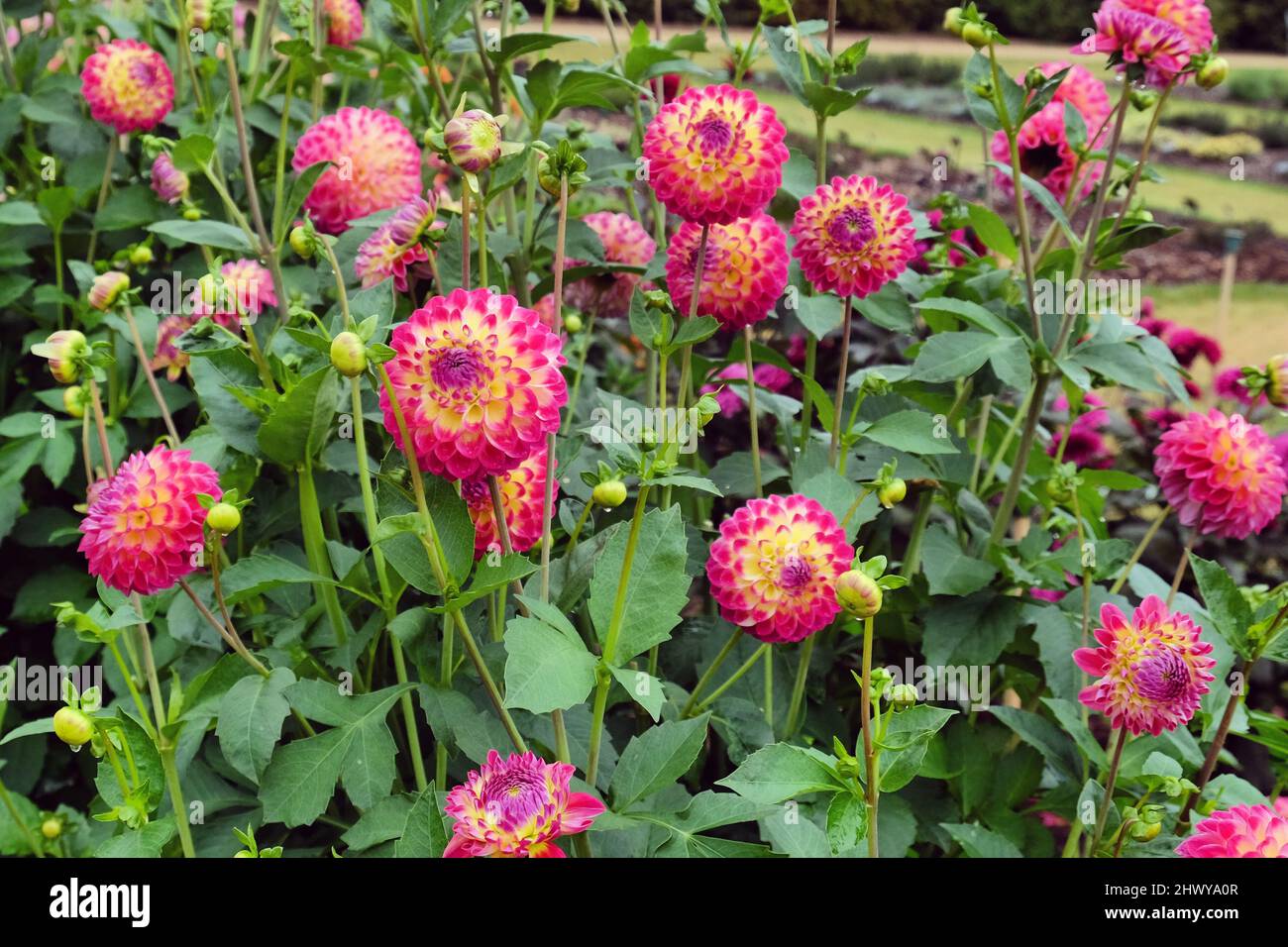 Dahlia hapet hi-res stock photography and images - Alamy