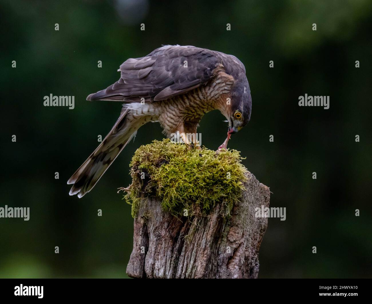 Bird of Prey - Sparrowhawk (Accipiter nisus), also known as the ...