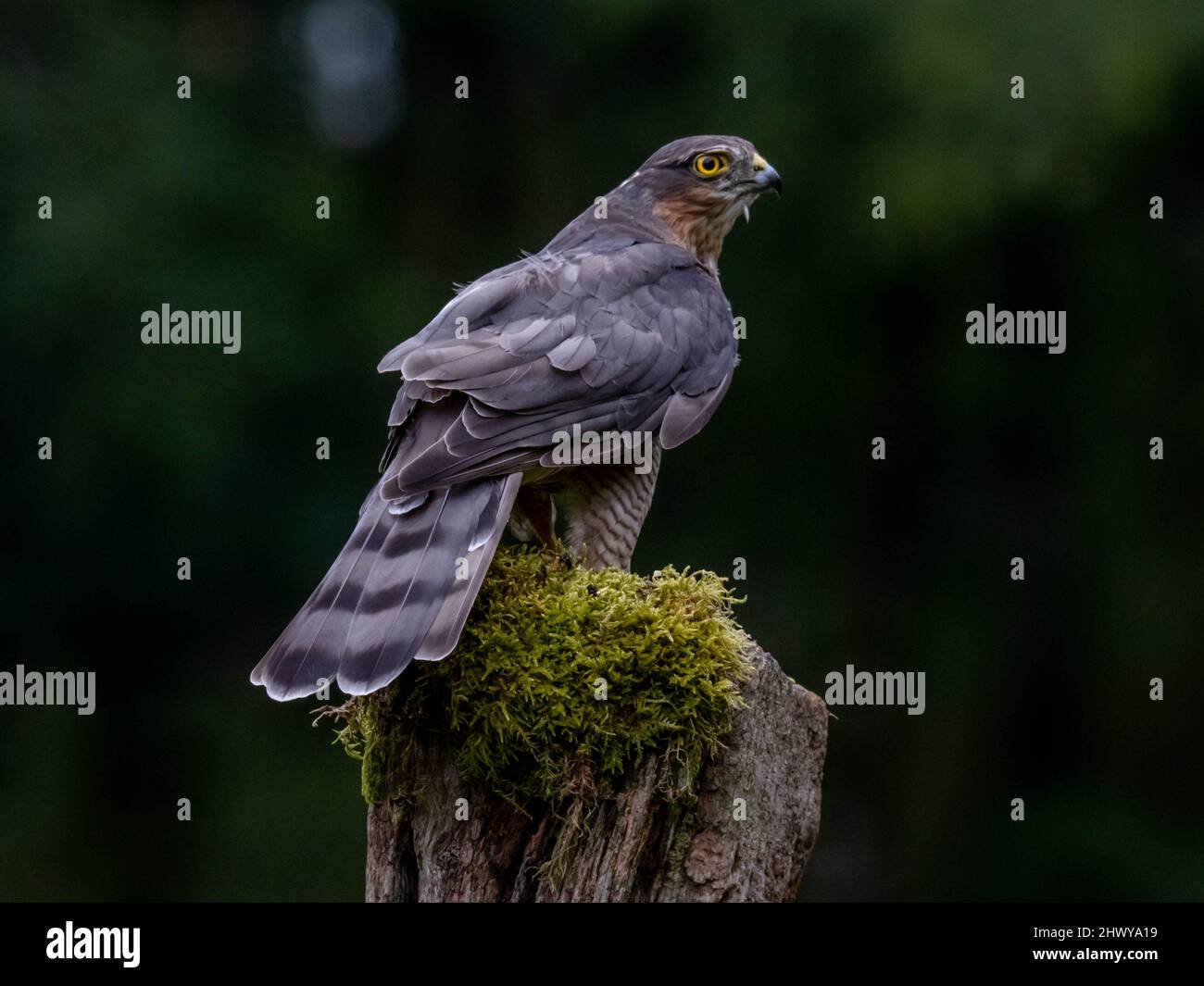 Bird of Prey - Sparrowhawk (Accipiter nisus), also known as the ...