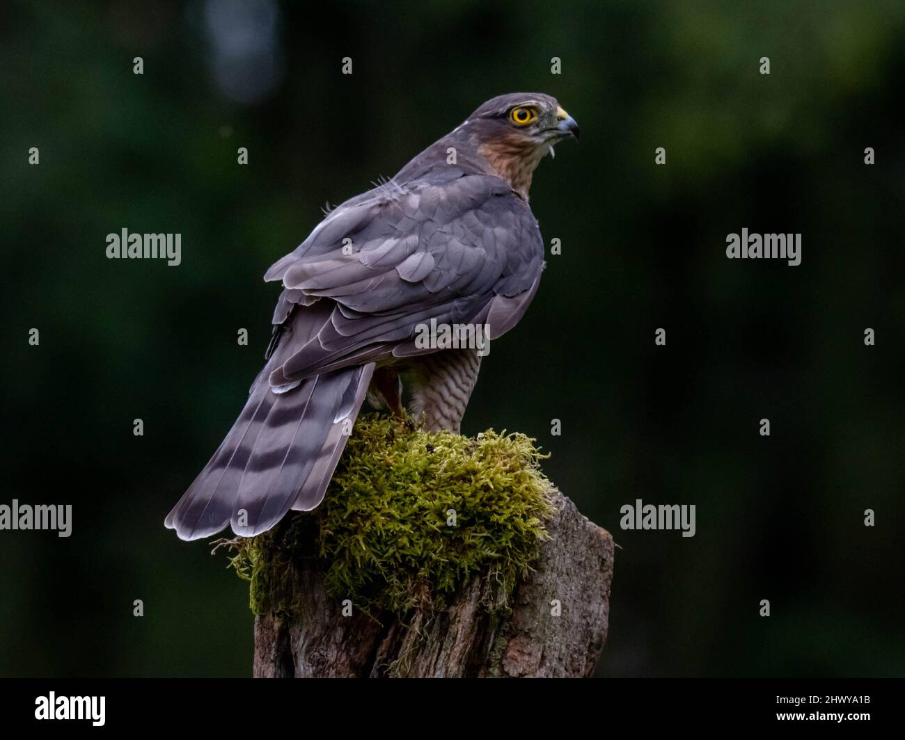 Bird of Prey - Sparrowhawk (Accipiter nisus), also known as the ...