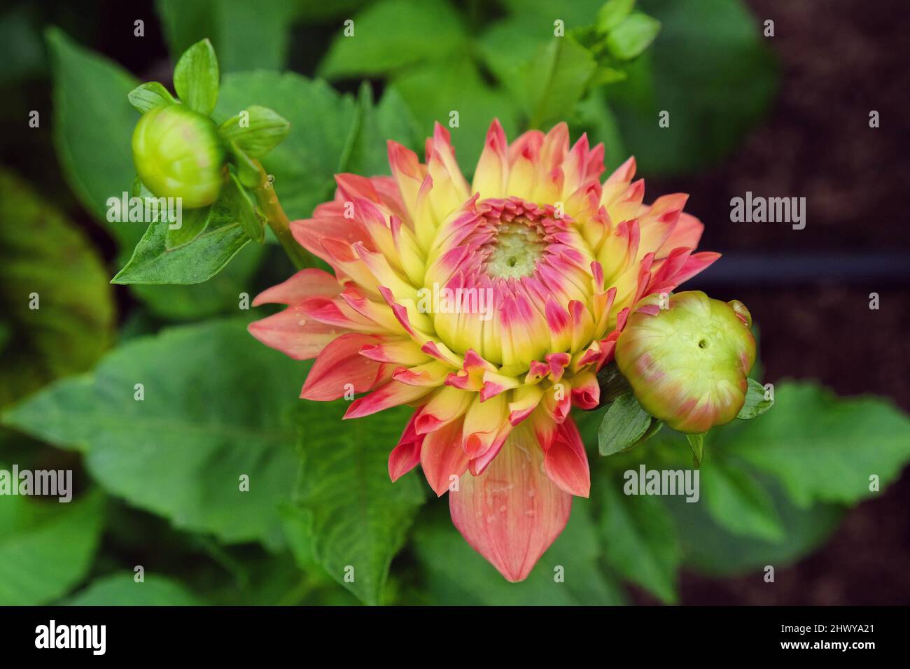 Decorative Dahlia 'Askwith Edna' in flower Stock Photo - Alamy