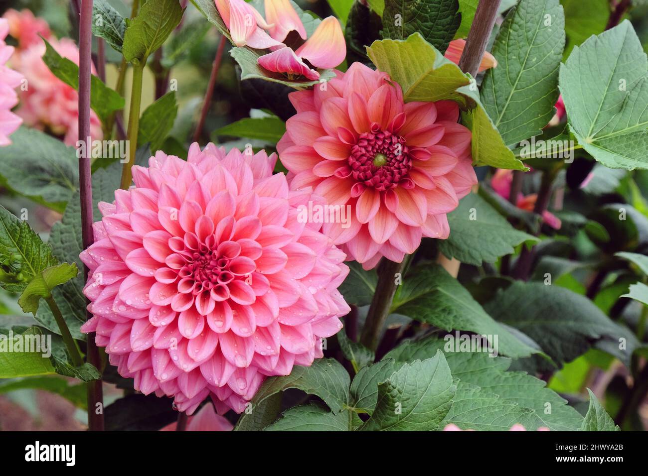 Decorative Dahlia 'Salmon Runner' in flower Stock Photo - Alamy