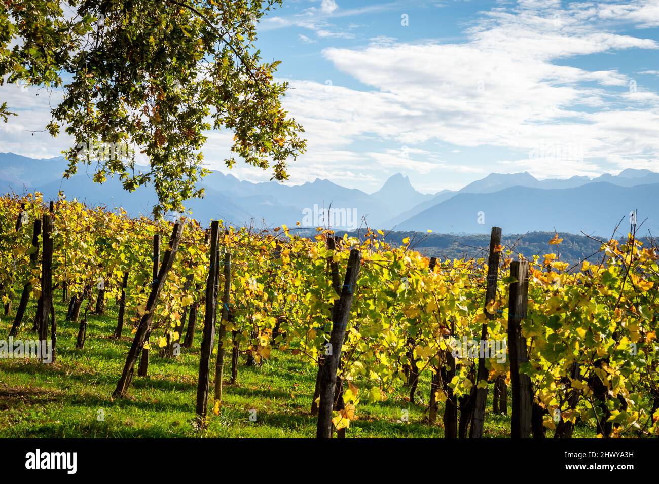 jurancon vineyards in france Stock Photo - Alamy