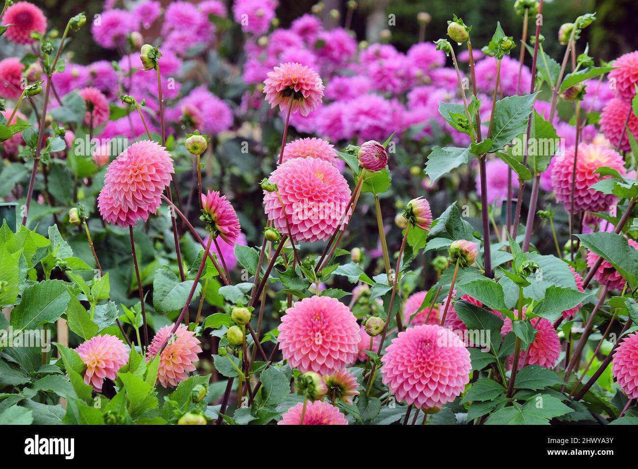 Ball Dahlia 'Polventon Kristobel' in flower Stock Photo - Alamy