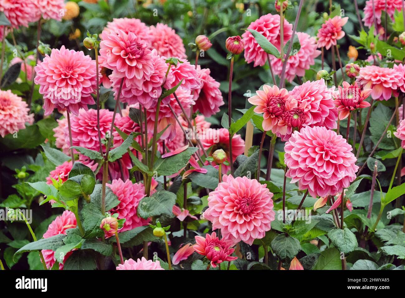 Decorative Dahlia 'Salmon Runner' in flower Stock Photo - Alamy