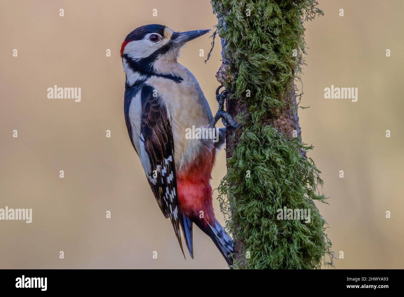 Great spotted woodpecker (Dendrocopos major) with a blurred background ...