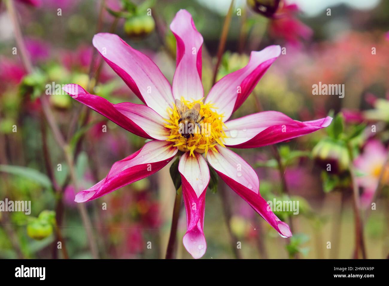 Star dahlia 'Midnight Star' in flower Stock Photo - Alamy