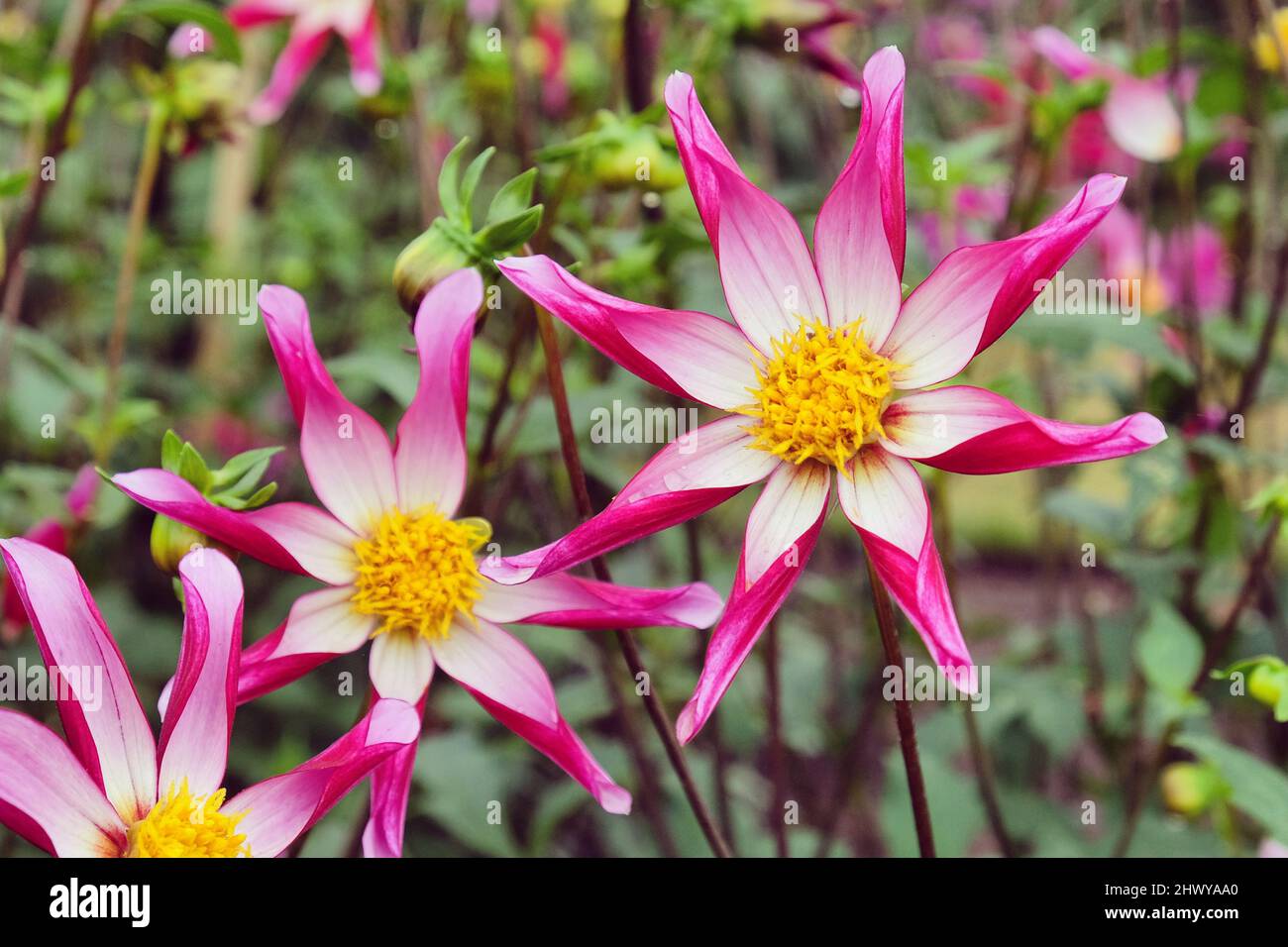 Star dahlia 'Midnight Star' in flower Stock Photo - Alamy