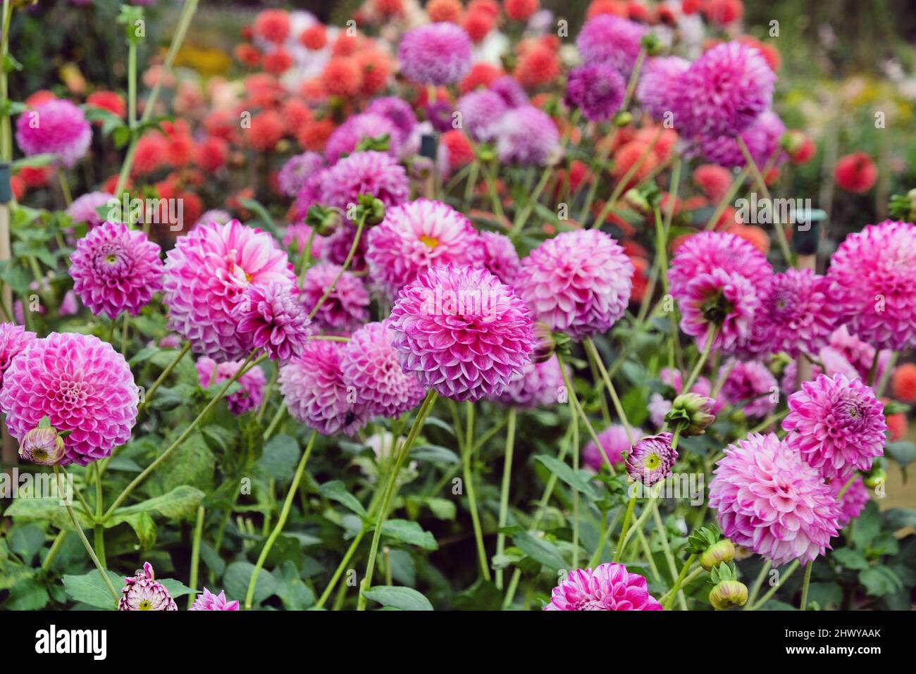 Ball dahlia 'Hillcrest Jonathan' flowers in bloom Stock Photo - Alamy
