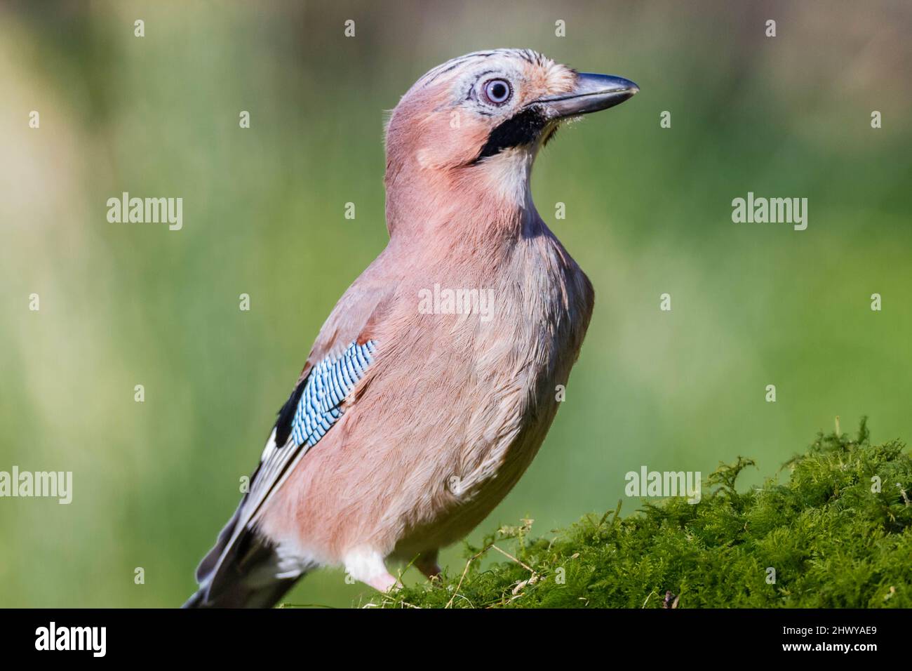 Eurasian Jay (Garrulus glandarius) Scotland, UK Stock Photo - Alamy