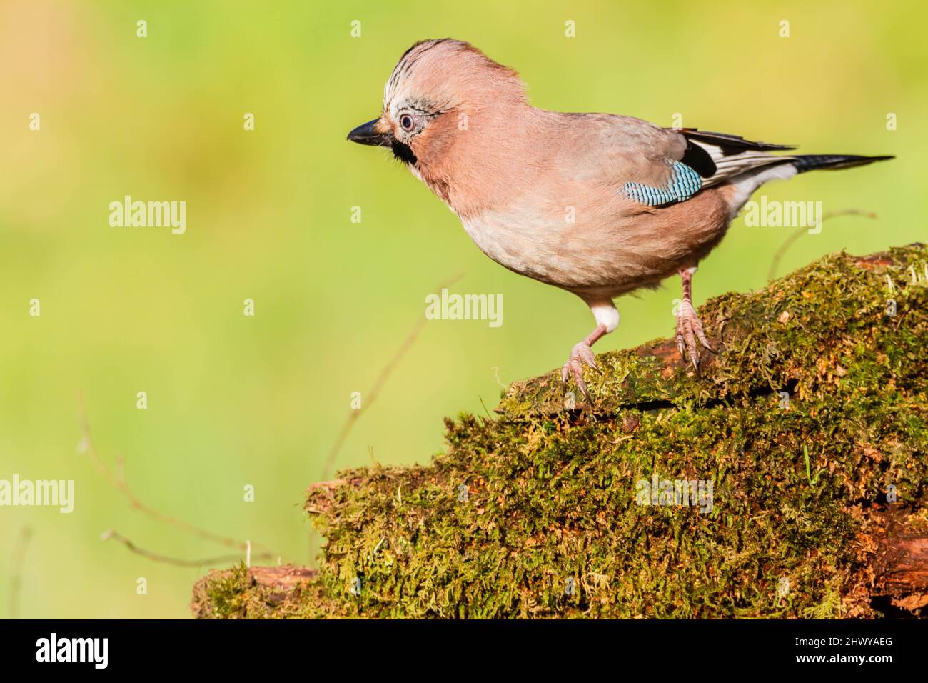 Eurasian Jay (Garrulus glandarius) Scotland, UK Stock Photo - Alamy
