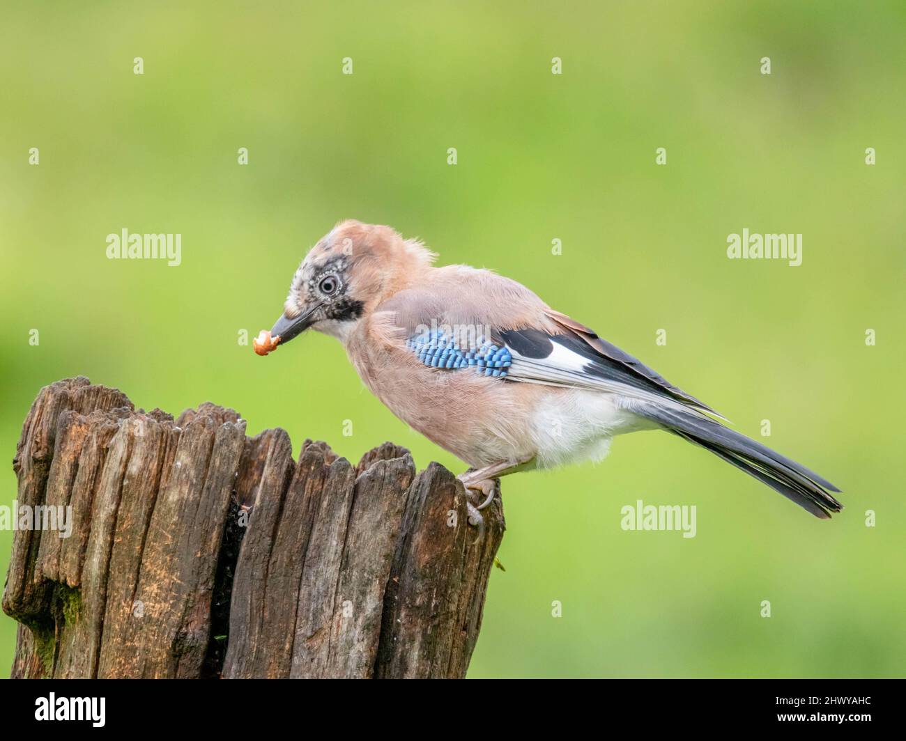 Eurasian Jay (Garrulus glandarius) Scotland, UK Stock Photo - Alamy