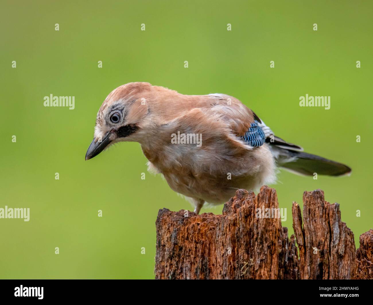 Eurasian Jay (Garrulus glandarius) Scotland, UK Stock Photo - Alamy