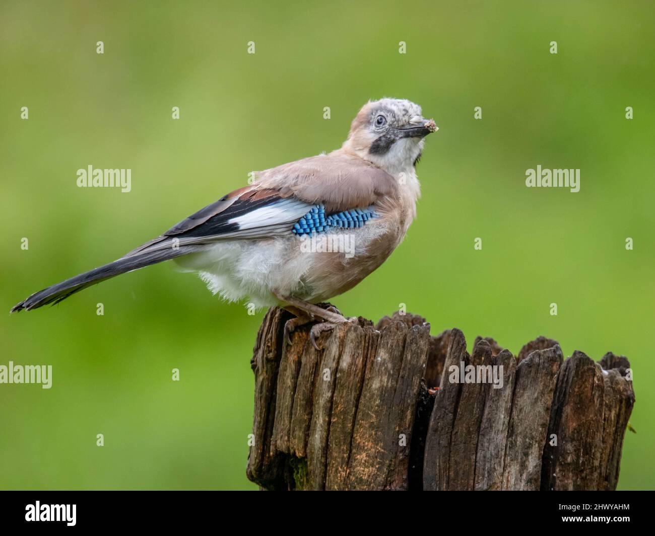 Eurasian Jay (Garrulus glandarius) Scotland, UK Stock Photo - Alamy