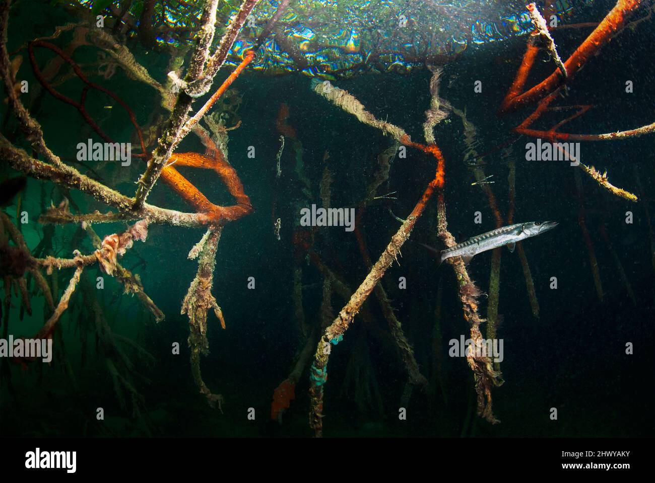 Mangroves underwater hi-res stock photography and images - Alamy