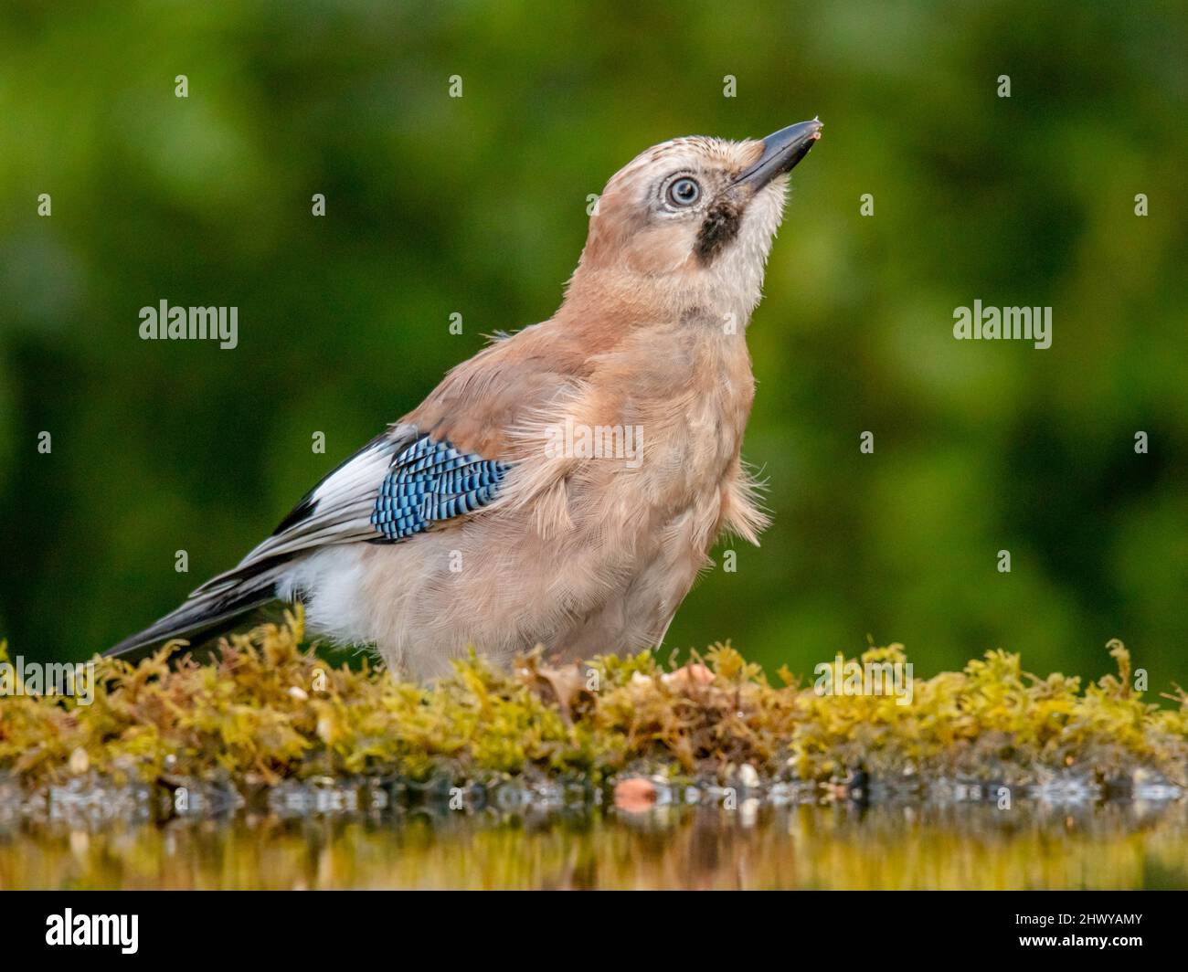 Eurasian Jay (Garrulus glandarius) Scotland, UK Stock Photo - Alamy