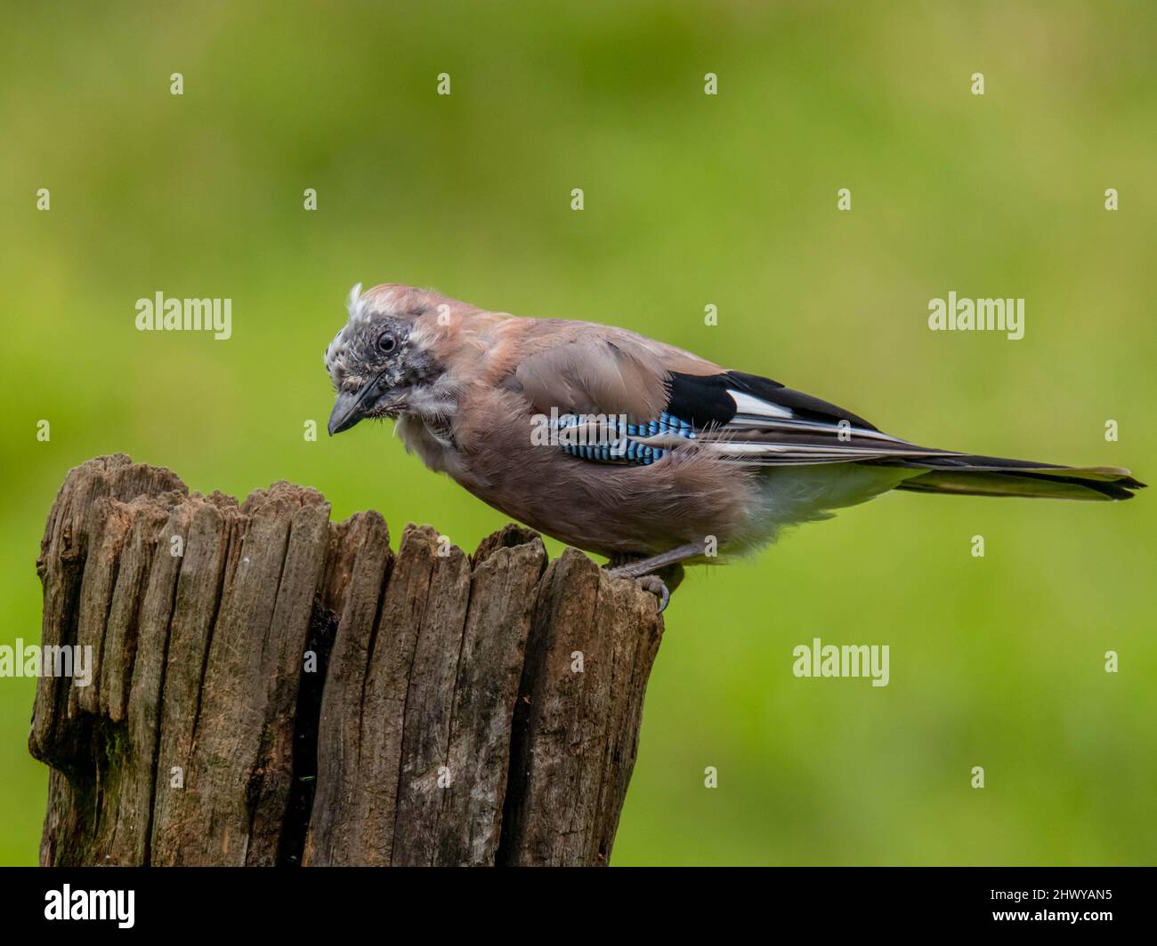Eurasian Jay (Garrulus glandarius) Scotland, UK Stock Photo - Alamy