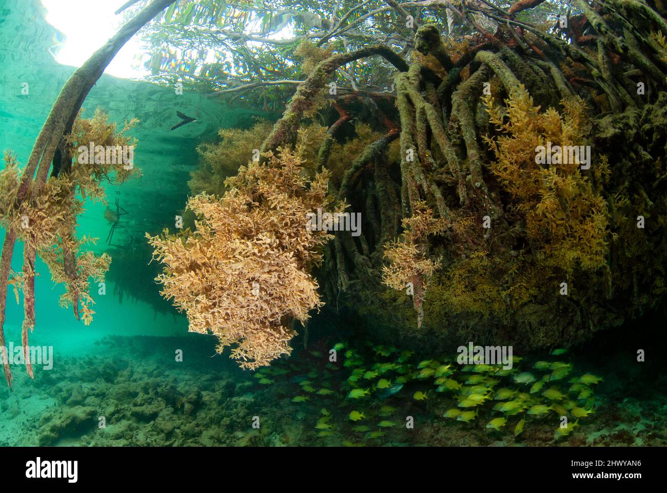 Tree leaves roots vector hi-res stock photography and images - Alamy