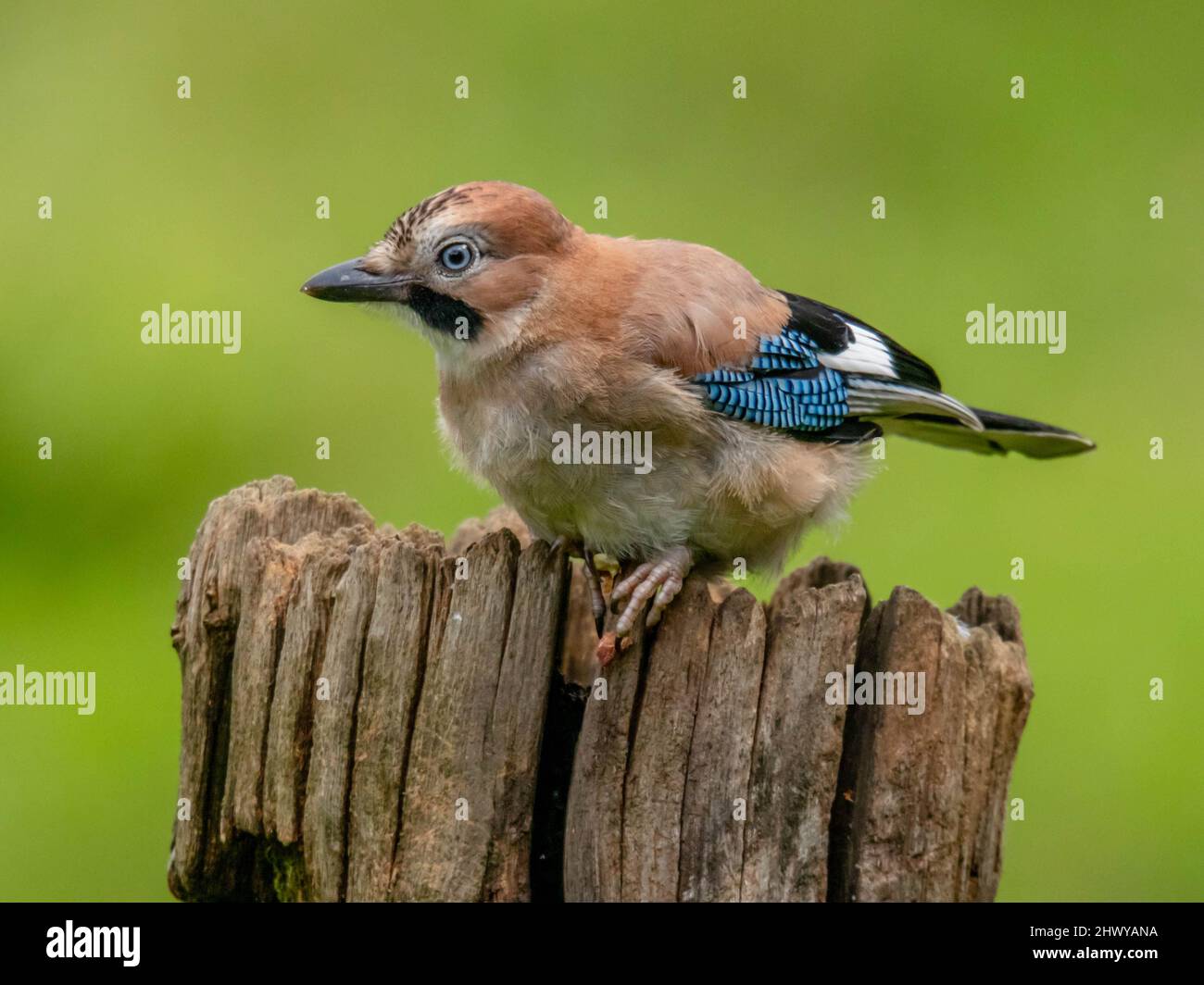 Eurasian Jay (Garrulus glandarius) Scotland, UK Stock Photo - Alamy