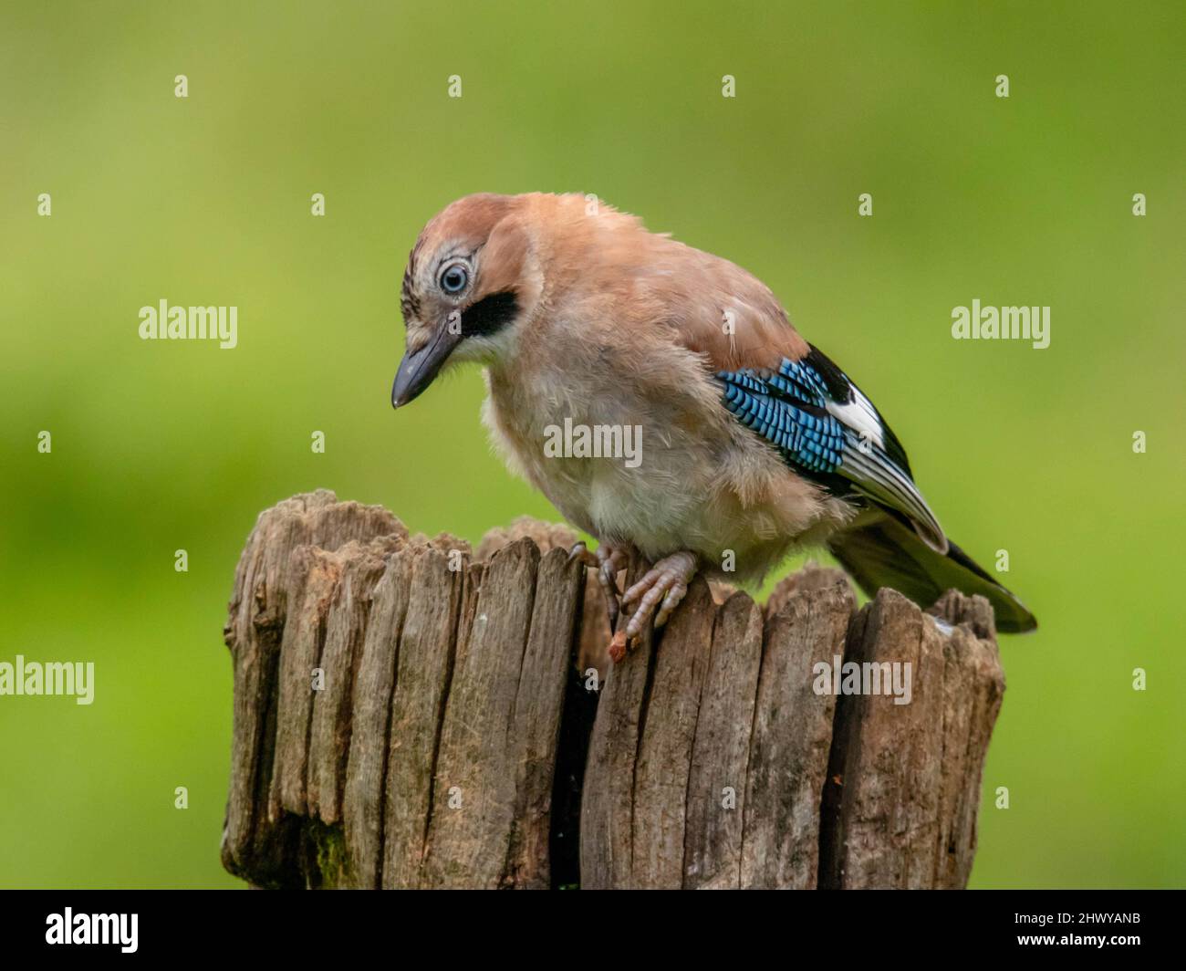 Eurasian Jay (Garrulus glandarius) Scotland, UK Stock Photo - Alamy